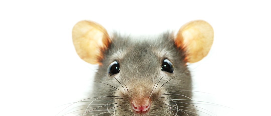 De verzorging van muizen - een kleurmuis kiezen | Supreme Petfoods