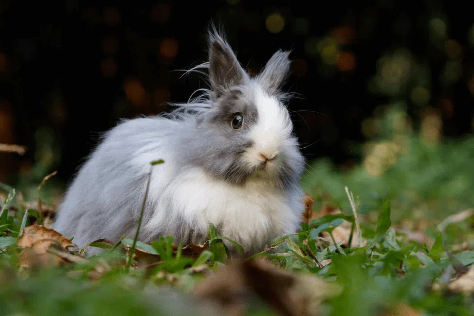 Le soin des yeux du lapin : tout ce que vous devez savoir | Supreme ...