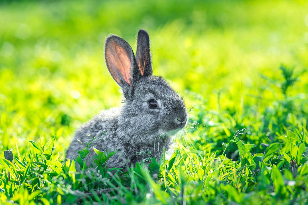 Conseils Soin du Lapinou - Supreme Petfoods