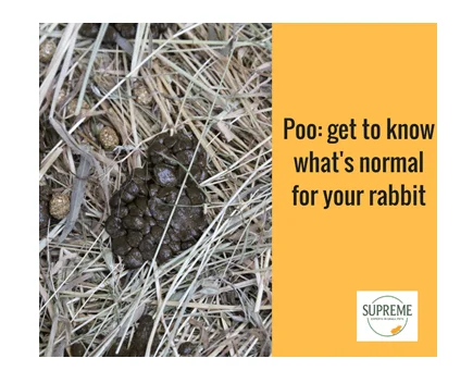 7 choses à absolument savoir sur les crottes! | Supreme Petfoods